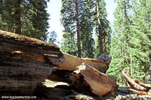 22 cosas que necesitas saber si vas a visitar Yosemite Park.